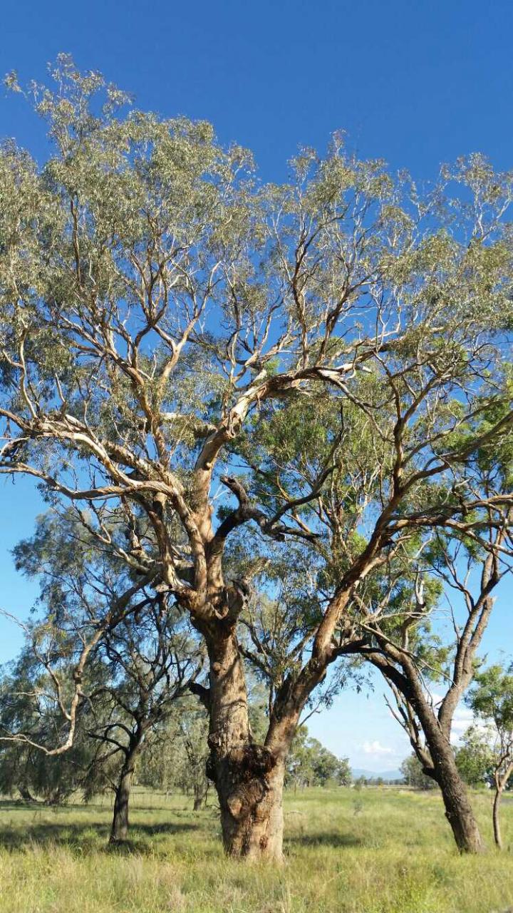 New Model Could Help Build Communities of Climate Change-Defying Trees ...