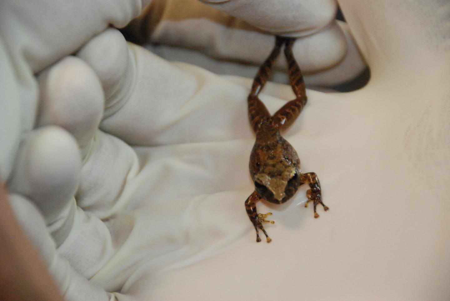 Understanding How Frogs Fight Off Fungal Infections Could Lead to Novel ...