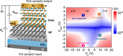 Hacking the Human Brain: Lab-made Synapses for AI - Research ...