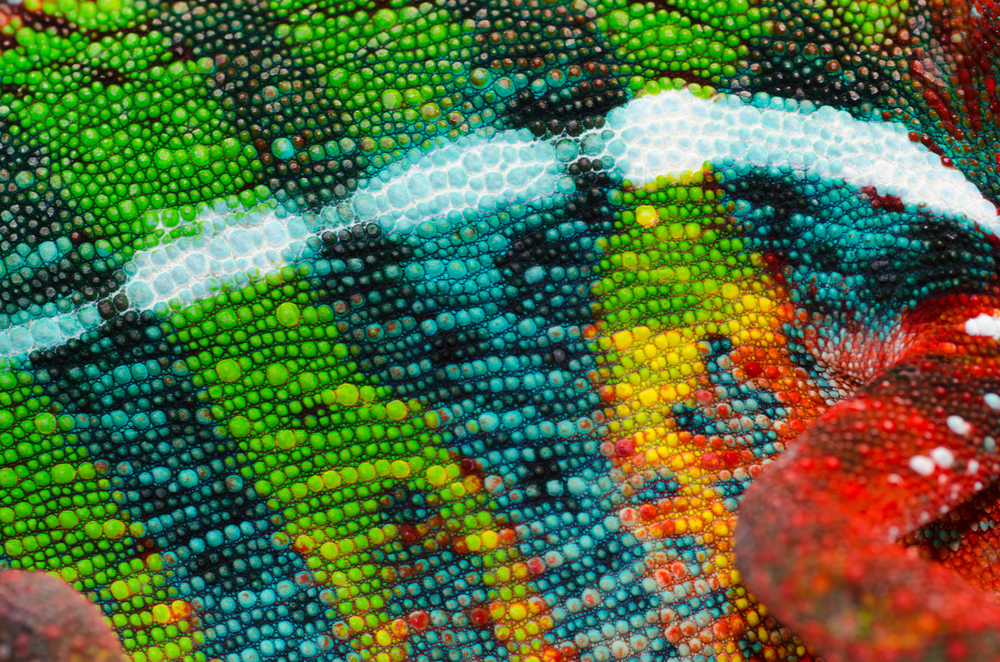 Color-Changing Material Inspired by Chameleons, Other Animals ...