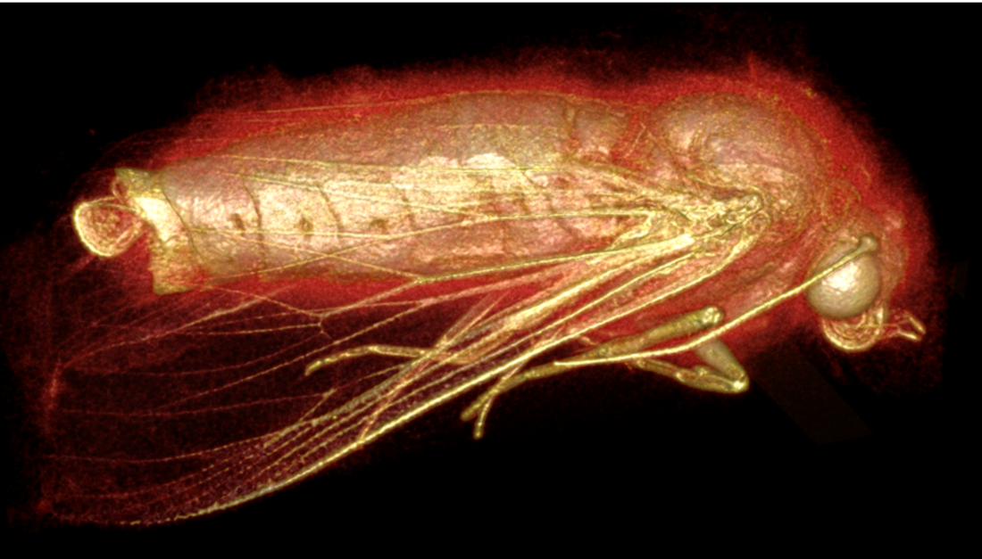 New Scanning Process Allows Unprecedented Look Inside Live Insects ...