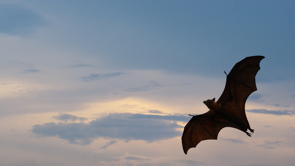 Rare Bat in Danger Due to Climate Change - Research & Development World