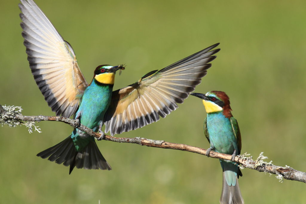 Engineers Create Bird-Inspired Airplane Wing - Research & Development World