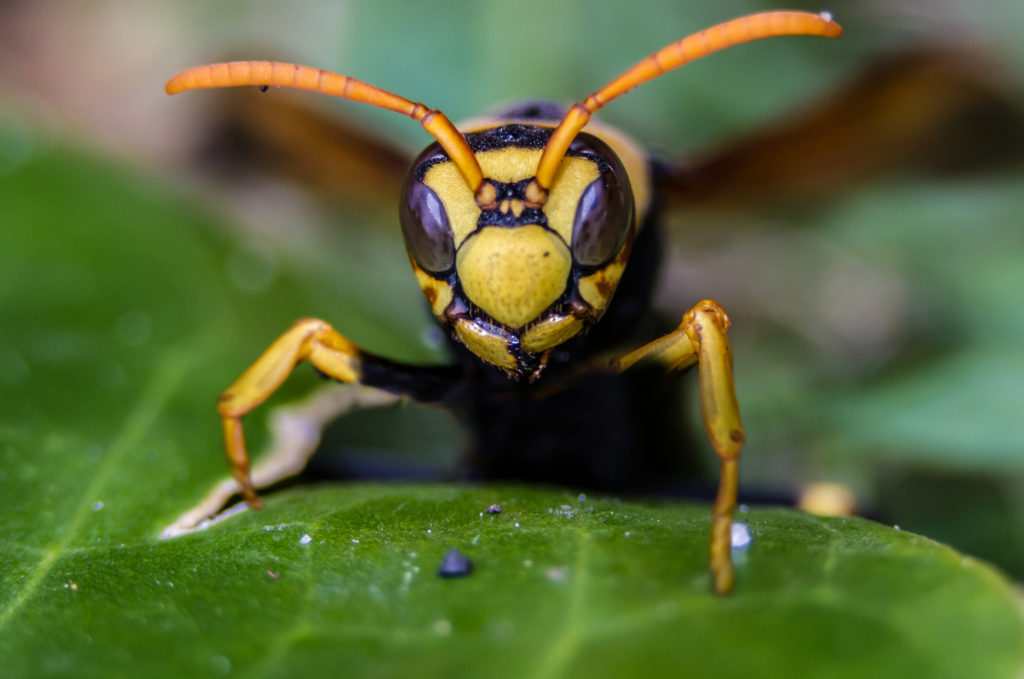 Progress in Vaccination Against Vespid Venom - Research & Development World