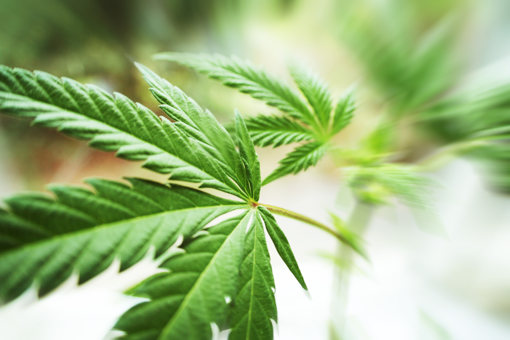 Synthetic Cannabinoid Reduces Sleep Apnea - Research & Development World