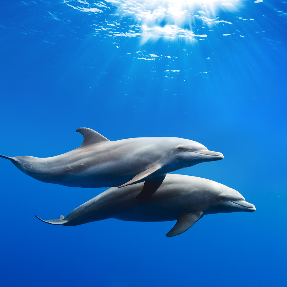 Researchers Record Dolphin 'Conversation' Revealing Possible Spoken ...