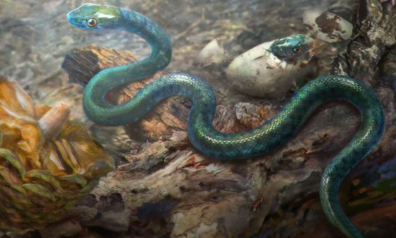 First Fossilized Snake Embryo Ever Discovered Rewrites History of ...