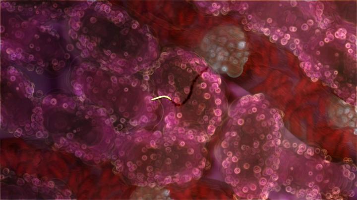 Carbohydrates May be the Key to a Better Malaria Vaccine - Research ...