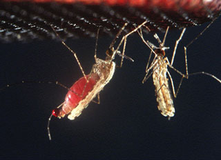 Scientists Use Satellites, Population Data to Build Malaria Early ...