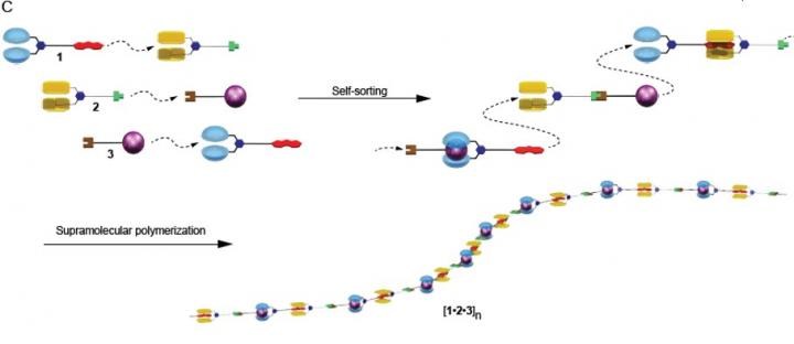 Precisely Defined Polymer Chains Now a Reality - Research & Development ...