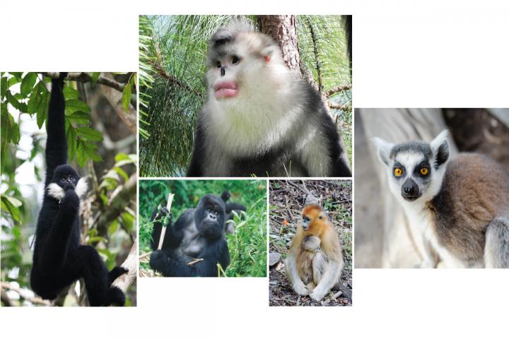 Many of the World's Primates at Risk for Extinction - Research ...