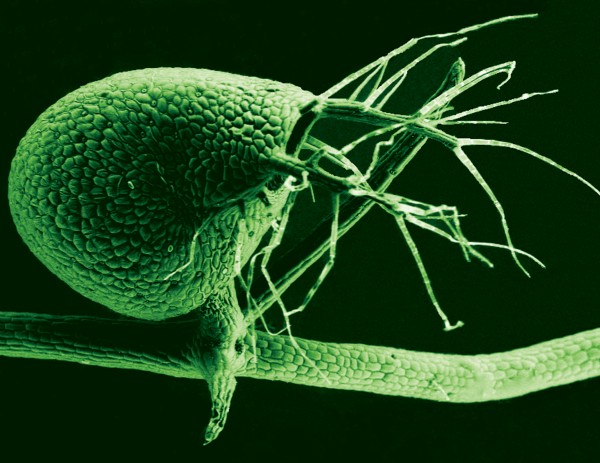 A Carnivorous Plant’s Prized Genetic Treasures, Unveiled - Research ...
