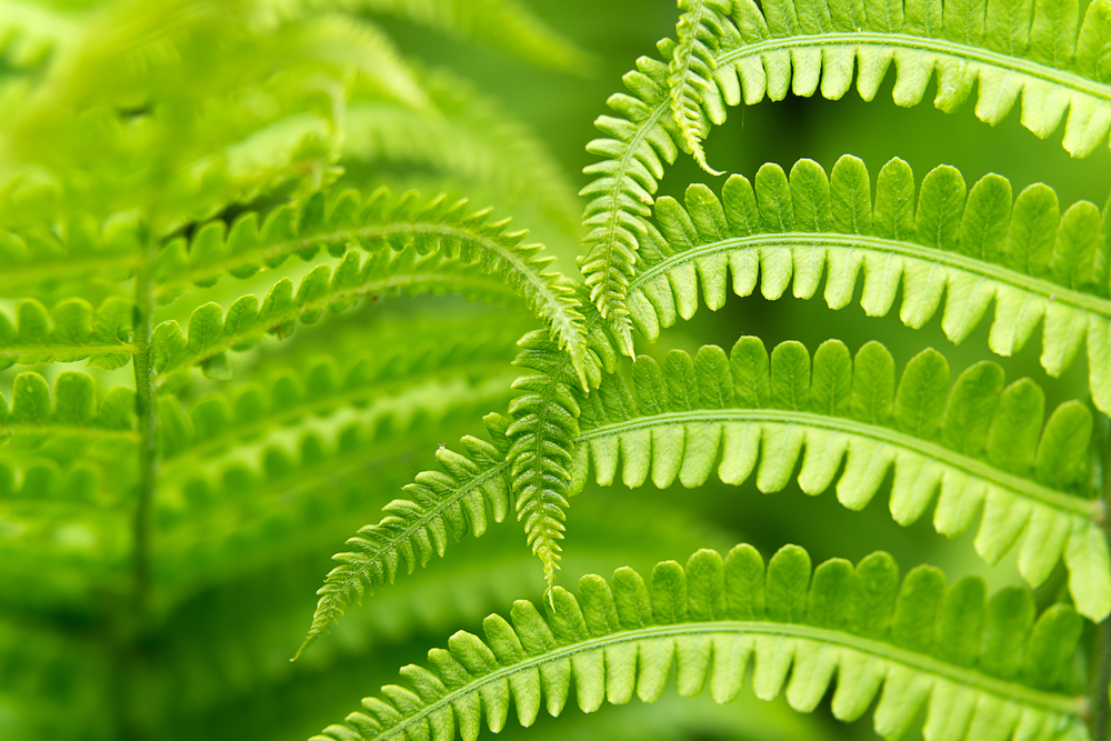 Self-Defense for Plants - Research & Development World