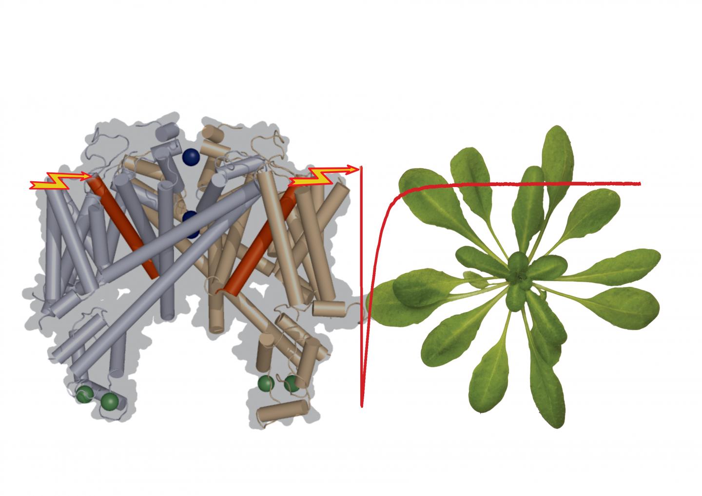 How Plants Sense Electric Fields - Research & Development World
