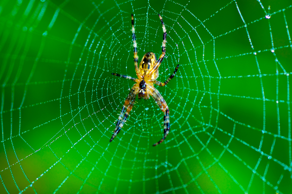 The Army Invests in Genetically Engineered Spider-Silk Initiative ...