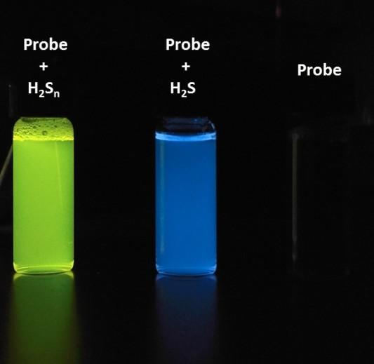 Illuminating Sulfides' Role in the Body - Research & Development World