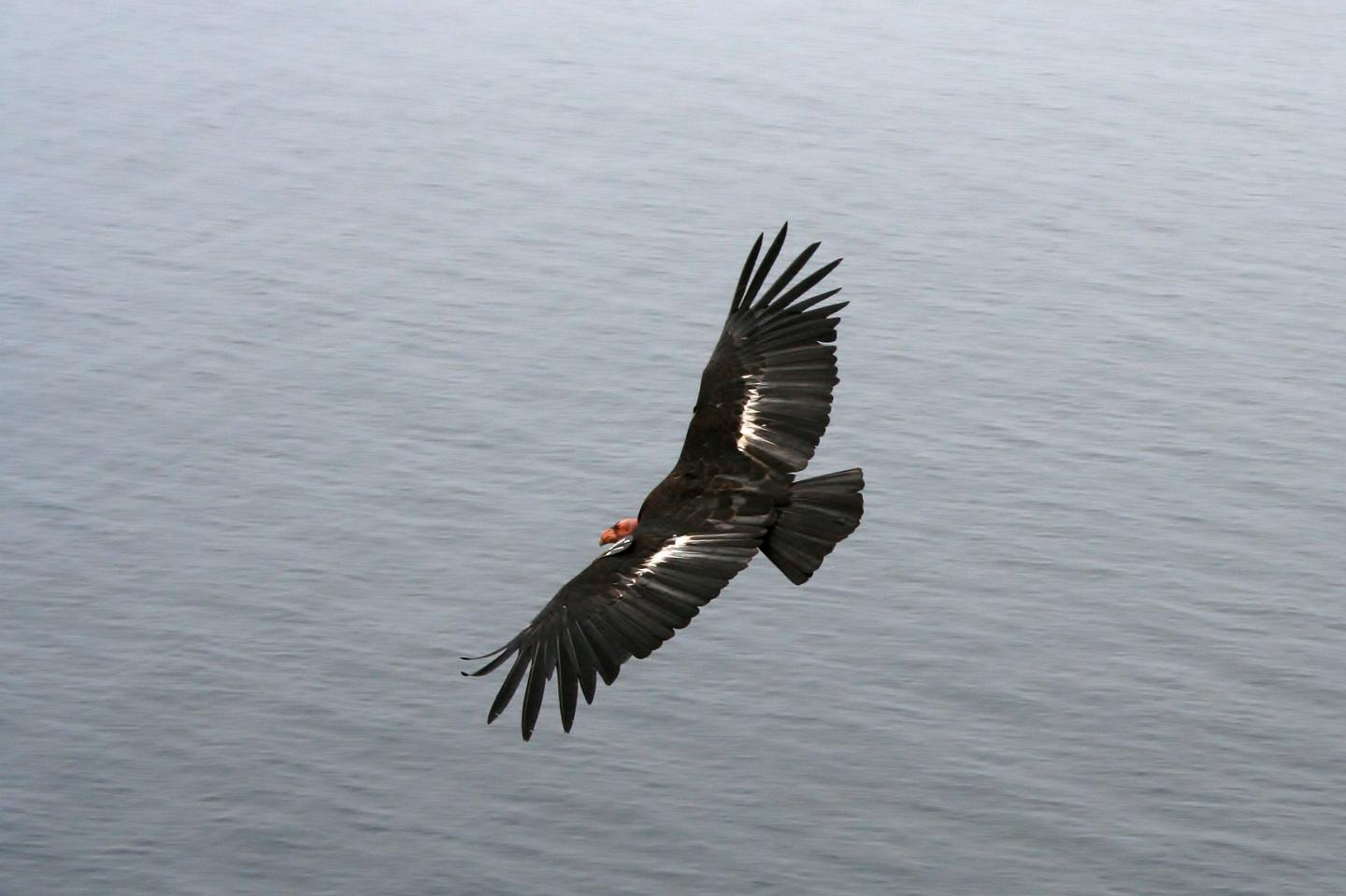 New Evidence for California Condors' Genetic Bottleneck - Research ...