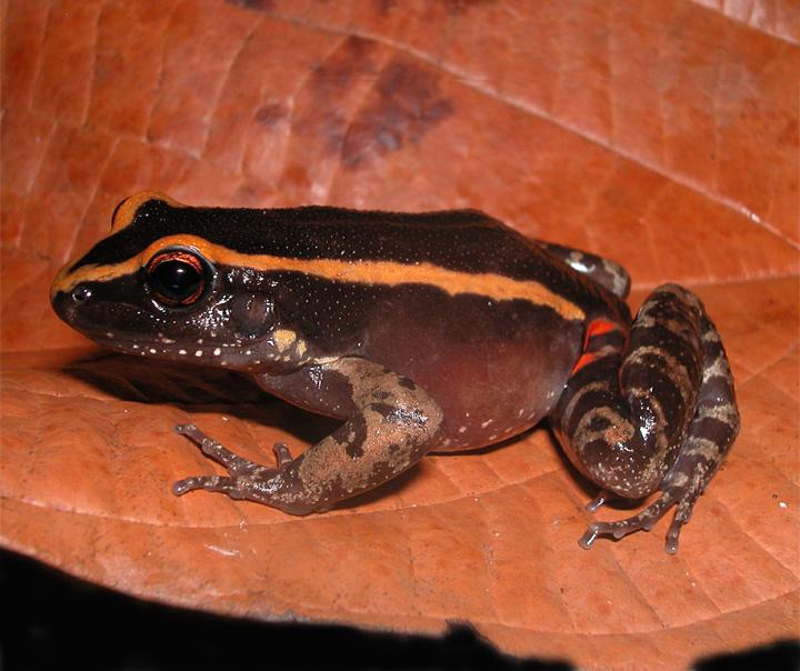 Amazonian Frog Uses Unique Camouflage to Protect Itself - Research ...