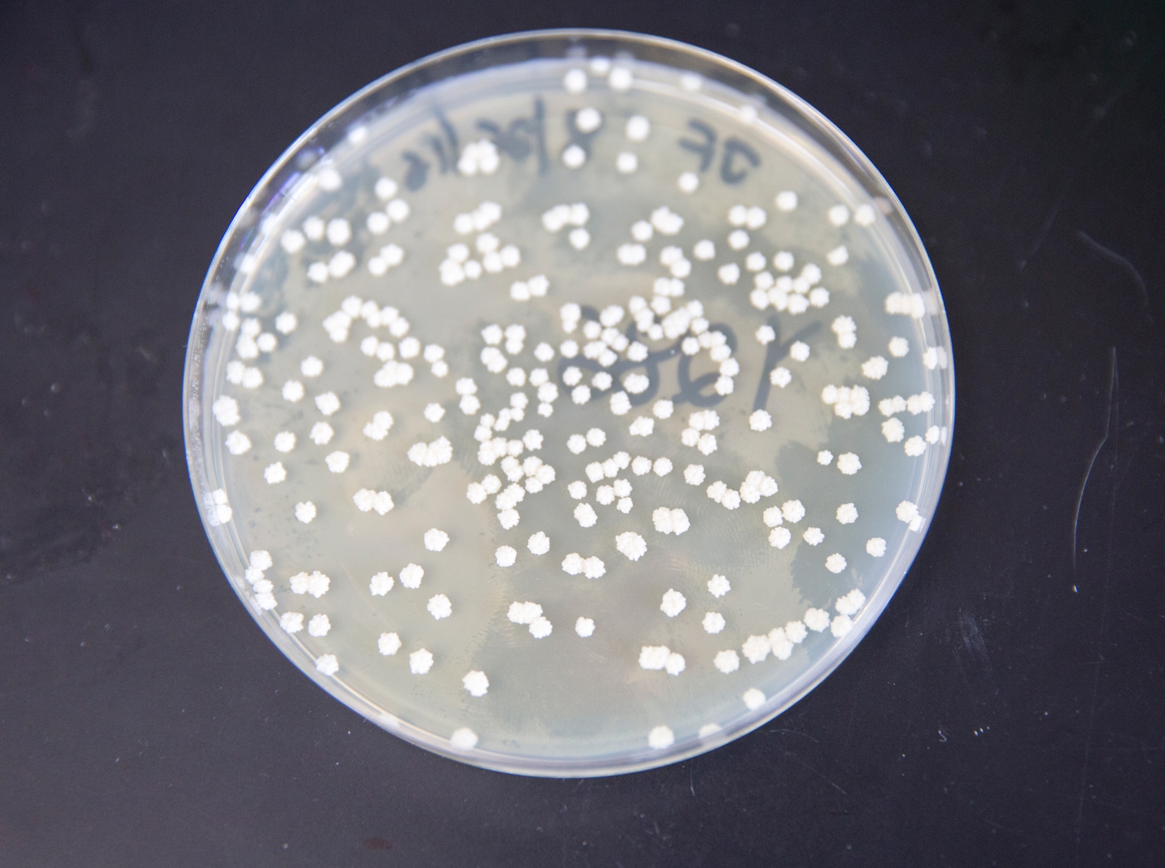 'Super-Yeast' Has Power to Improve Biofuel Economics - Research ...