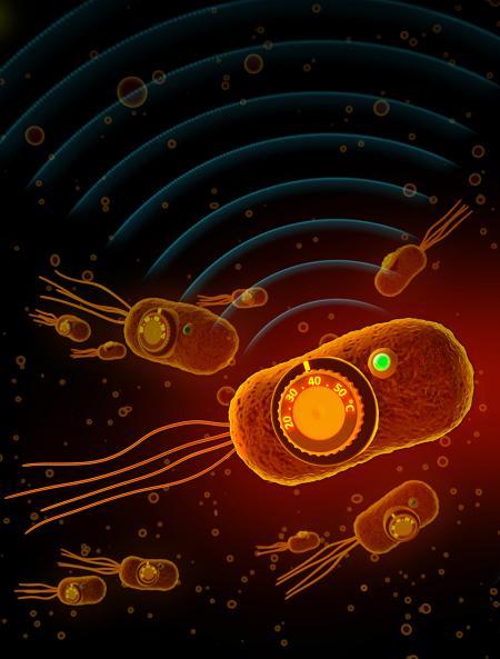 Biologists Give Bacteria Thermostat Controls - Research & Development World