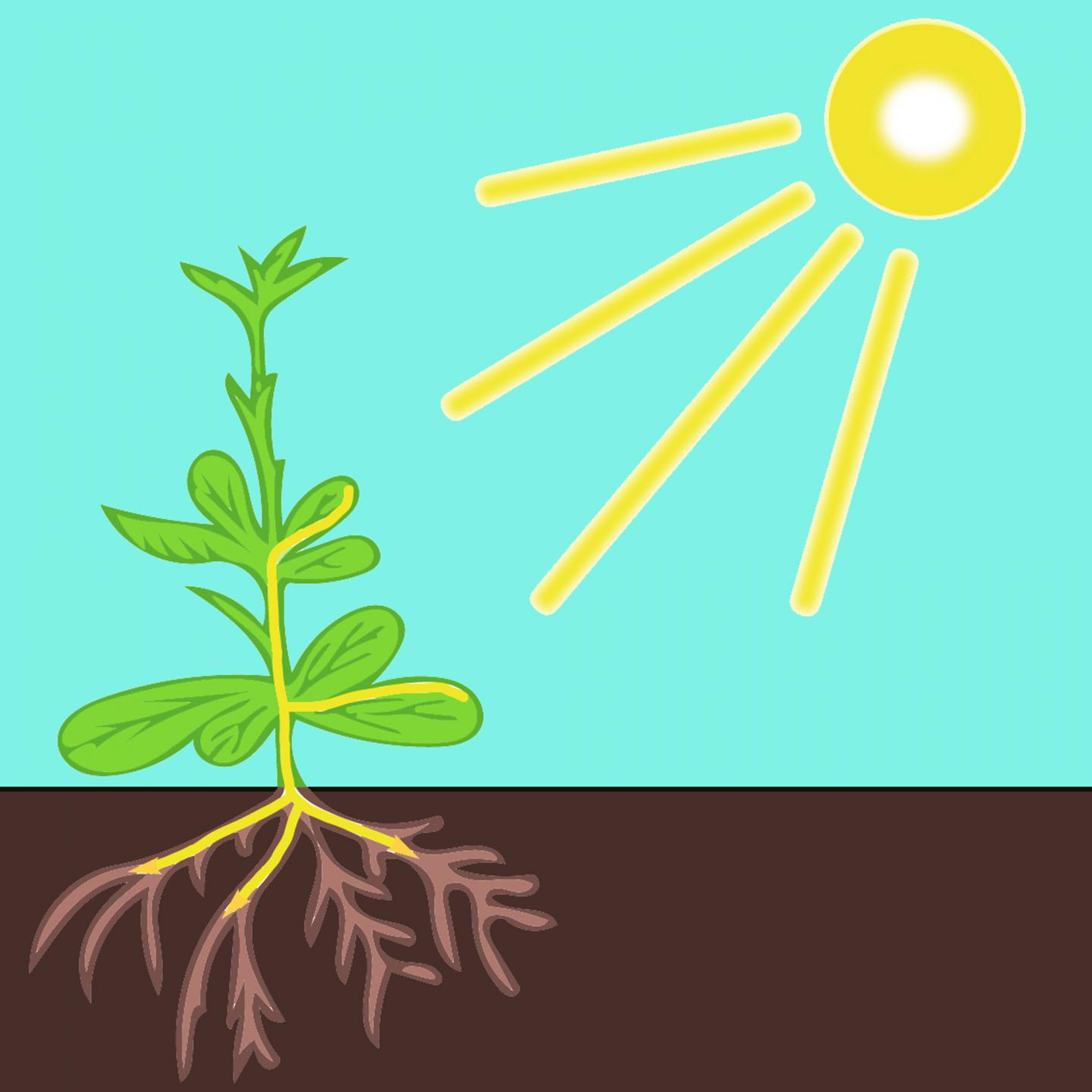 Plant Roots In The Dark See Light Research Development World plant-roots-in-the-dark-see-light-research-development-world