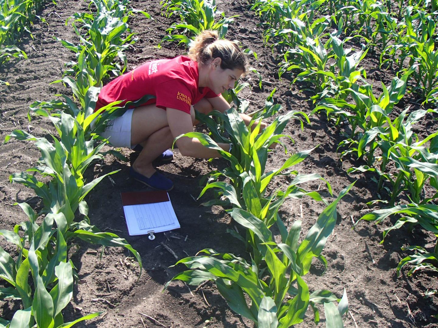Corn Yield Modeling Towards Sustainable Agriculture - Research ...