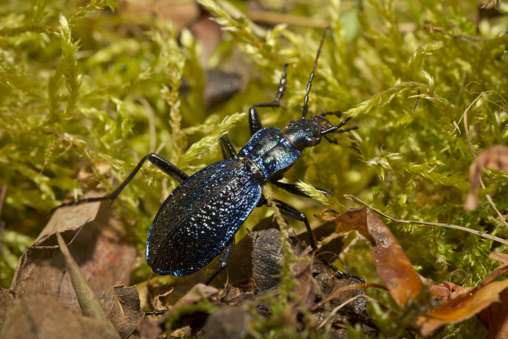 Deciphering the Beetle Exoskeleton With Nanomechanics - Research ...