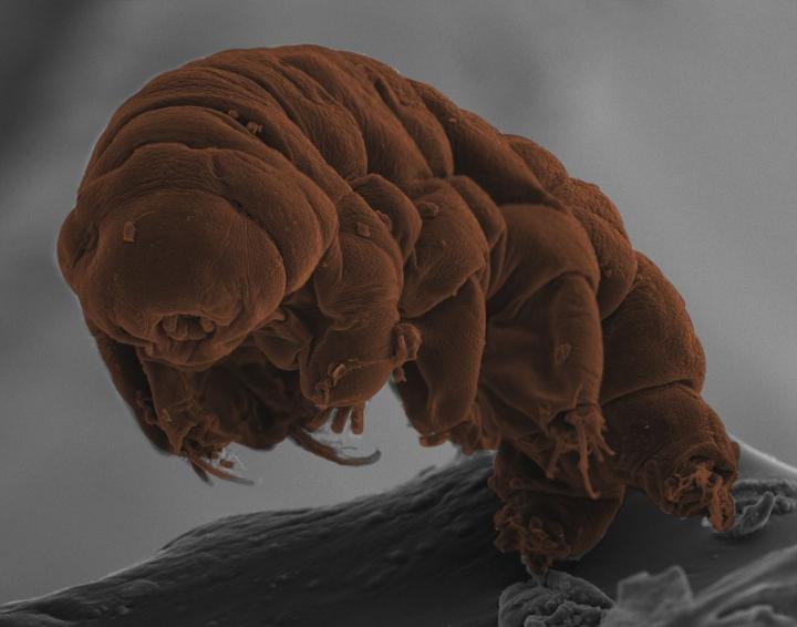 Secrets of the Amazing Tardigrades Revealed By Their DNA - Research ...