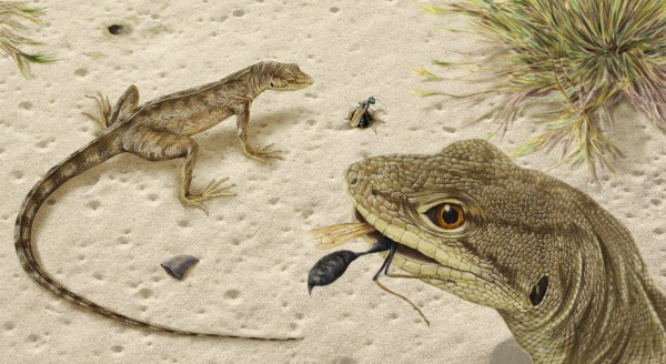 75 Million-Year-Old Iguanian Fossil Found, Sheds Light on Dinosaur-Era ...