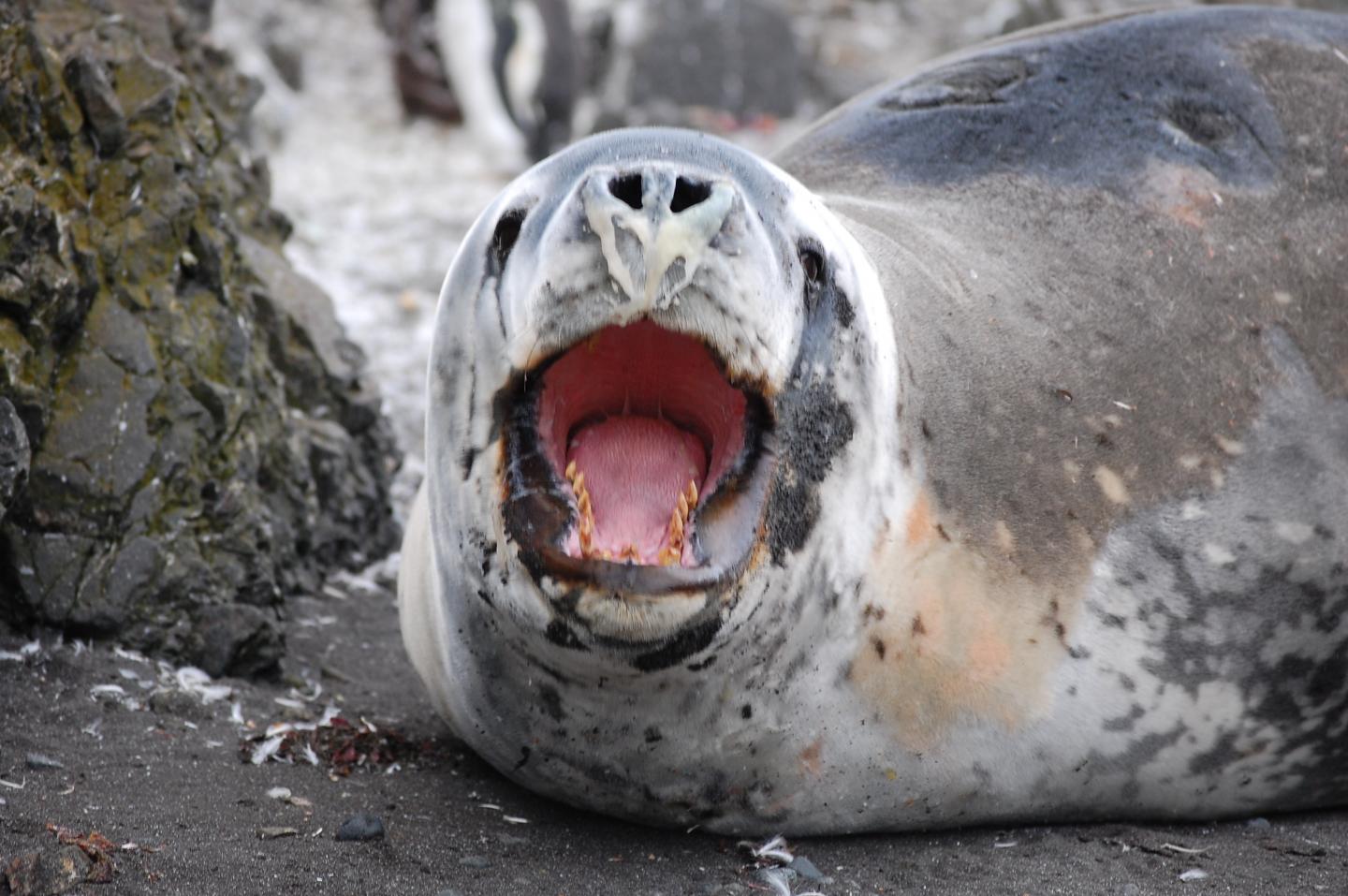 Seal Serum Offers Protection From Inflammation - Research & Development ...