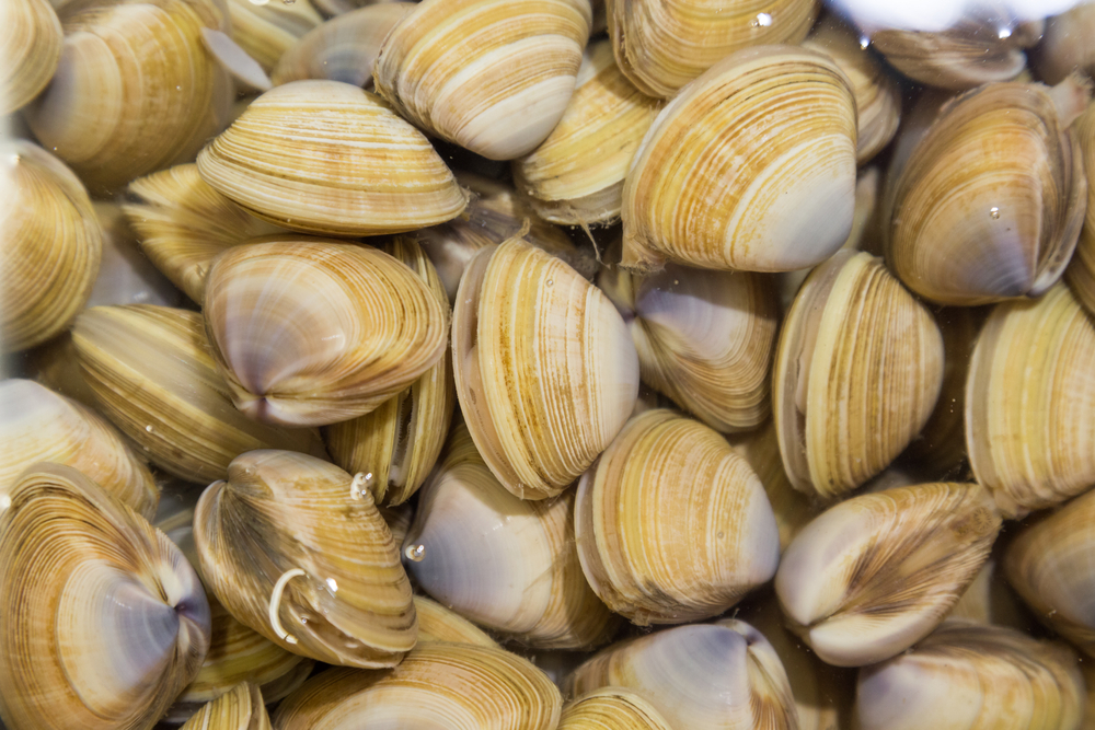 Marine Vegetation Can Mitigate Ocean Acidification - Research ...