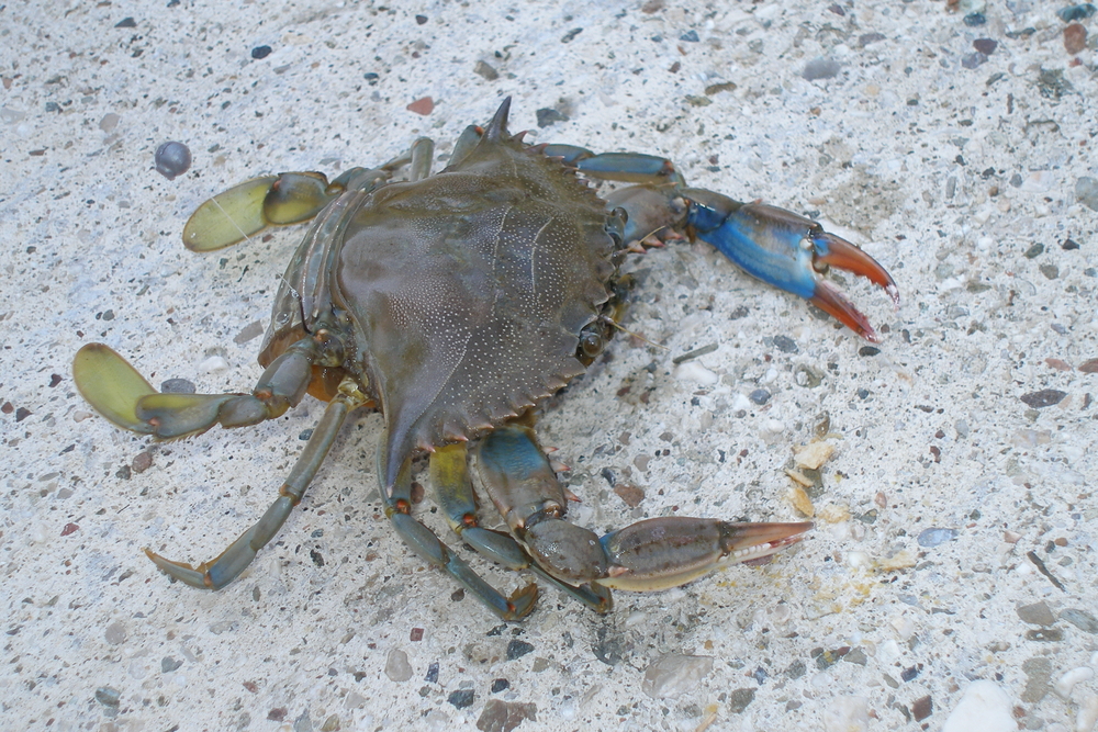 Crab Shell Substance May Fight Malaria - Research & Development World