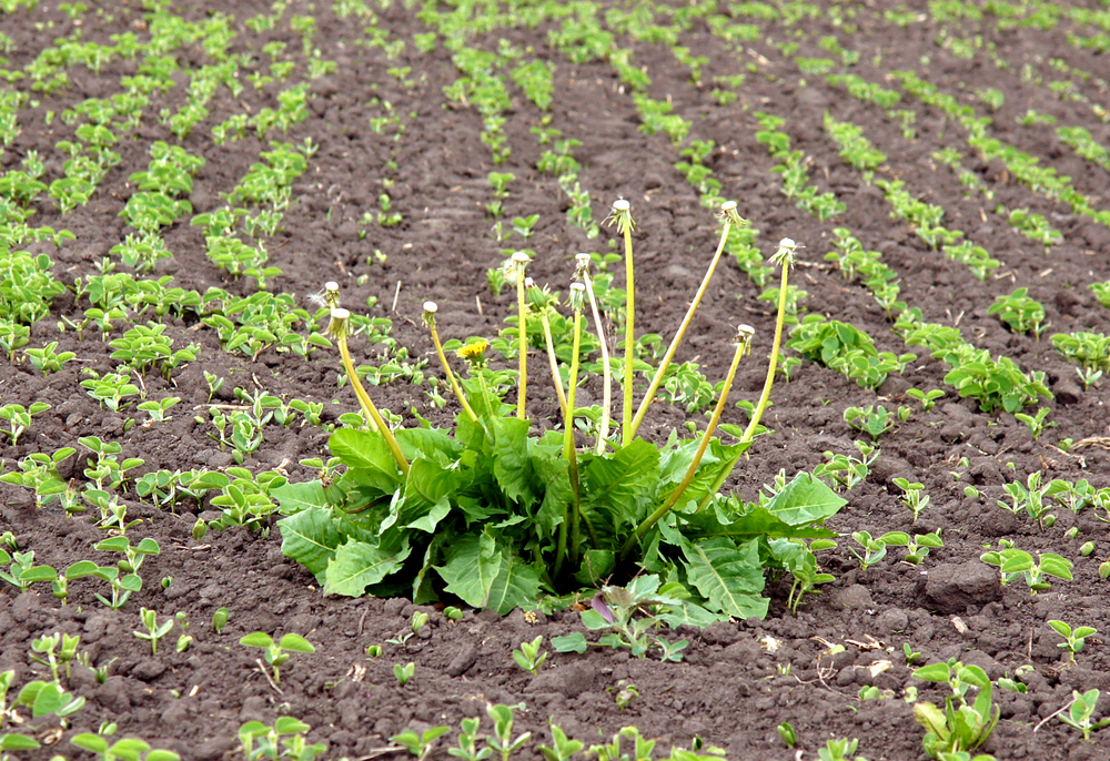 Autonomous Weed Control Via Smart Robots - Research & Development World