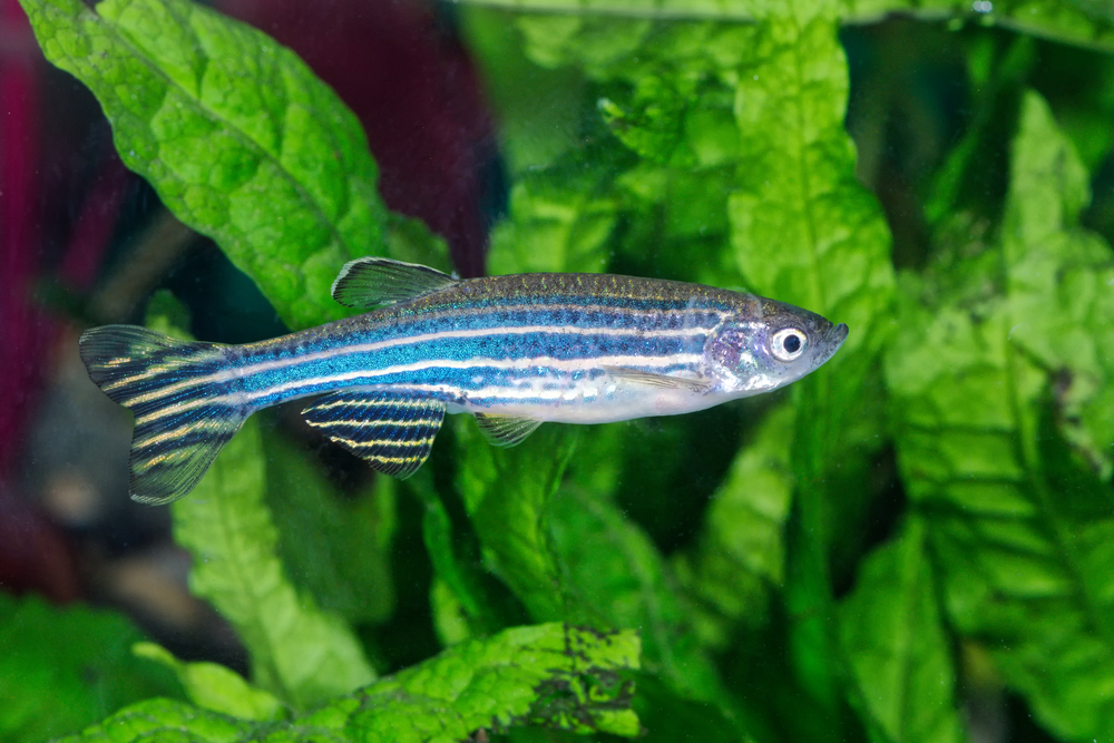 Gene-Edited Zebrafish Models Take Disease Research to the Next Level ...