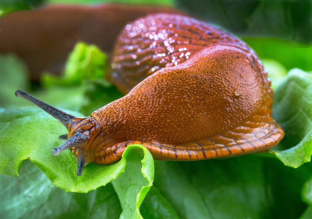 Slug-Inspired Adhesive Helps Heal Wounds - Research & Development World