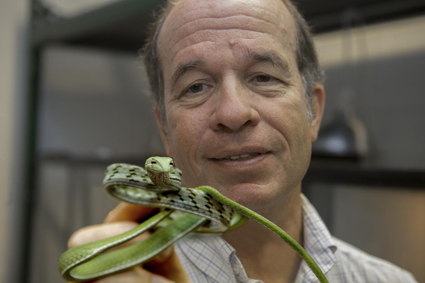 Expert Unlocks Mechanics of How Snakes Move in a Straight Line ...