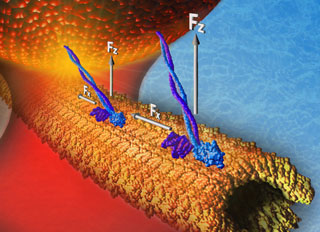 Motor proteins prefer slow, steady movement - Research & Development World