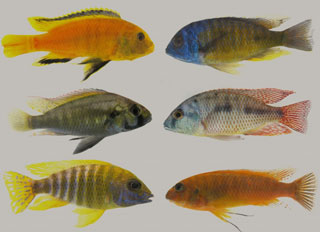 Sequencing of fish reveals diverse molecular mechanisms underlying ...