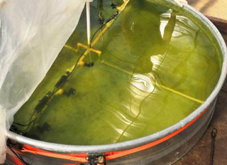 Funds Bolster Algae Biofuel Development - Research & Development World