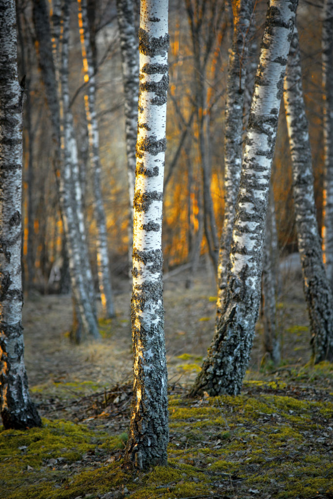 Scientists Observe ‘Sleeping’ Trees - Research & Development World