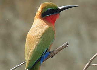 Bird Tree of Life Reproduced using Gene Analysis, Supercomputing ...