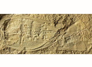 Bizarre Ancient Fossils Confirmed as Strange Human Cousins - Research ...