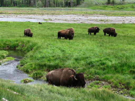 Researchers Work to Spread Prized Genes of Yellowstone Bison - Research ...