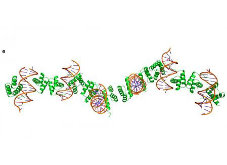 Nanowires Created from Protein and DNA - Research & Development World