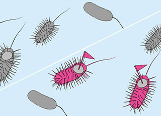 New methods visualize bacterial cell-to-cell communication - Research ...