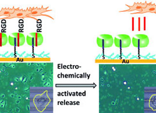 Individual cells respond to electrical signal - Research & Development ...