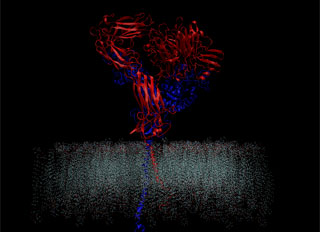 Computer simulations yields clues to cell interactions - Research ...