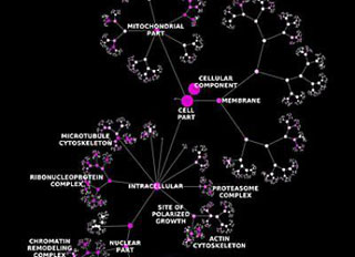 Toward a new model of the cell - Research & Development World