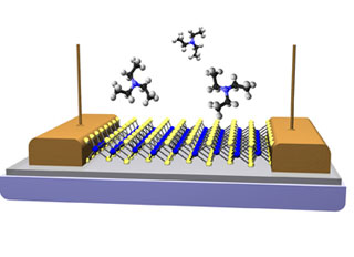 Chemical vapor sensors built with new monolayer materials - Research ...
