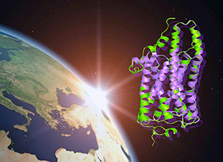 Cells Sense Light without Seeing - Research & Development World